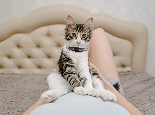 Hinialver 4 PCS Cat Collars with Bell Breakaway Gold Moons and Stars Adjustable Safety Kitten Collars with Charm Glow in The Dark