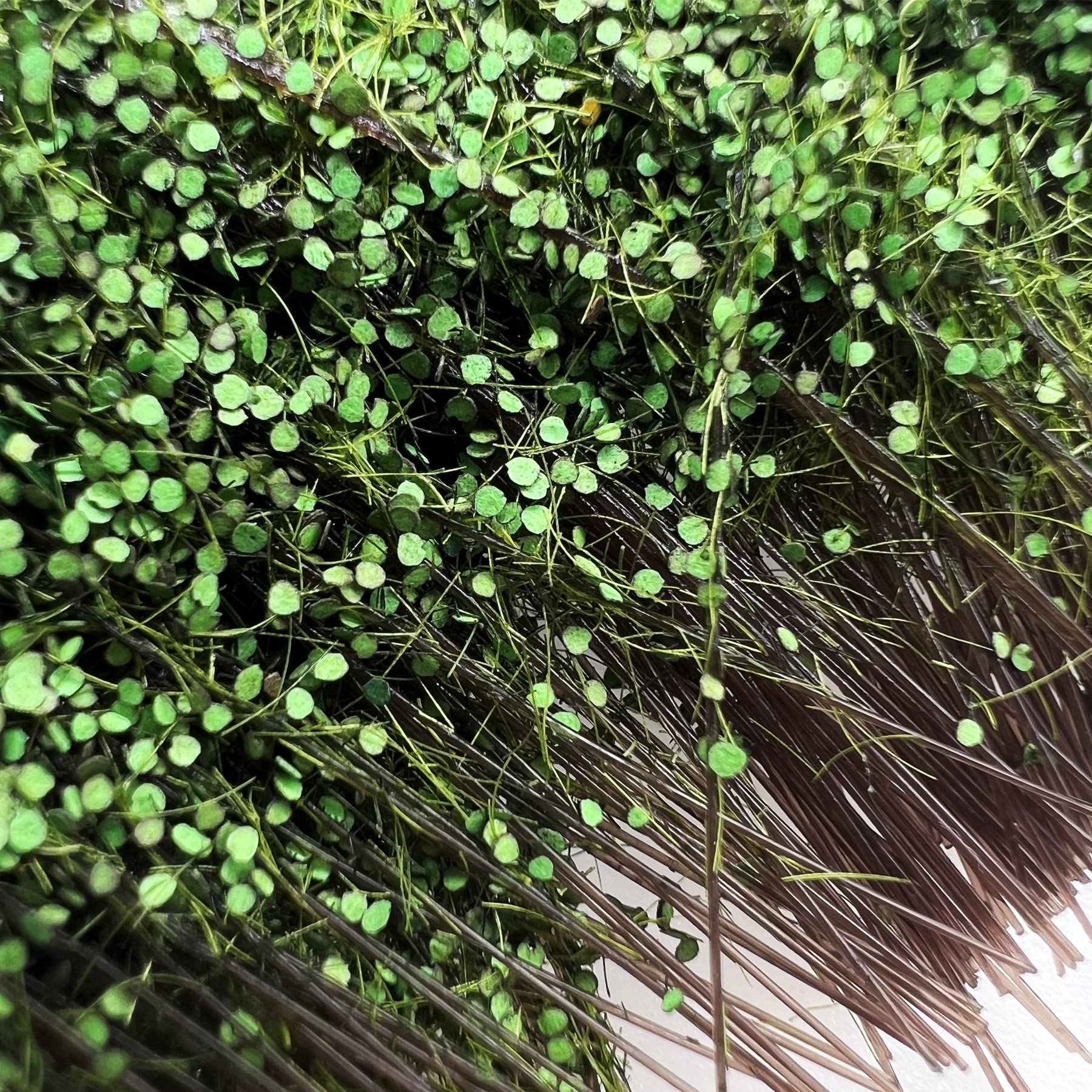 Woohome Green Miniature Shrubs Model Bushes Long Shrub Vegetation Groups Model Grass Tufts for DIY Architecture Building Model Railway Train Diorama Garden Scenery Landscape Layout