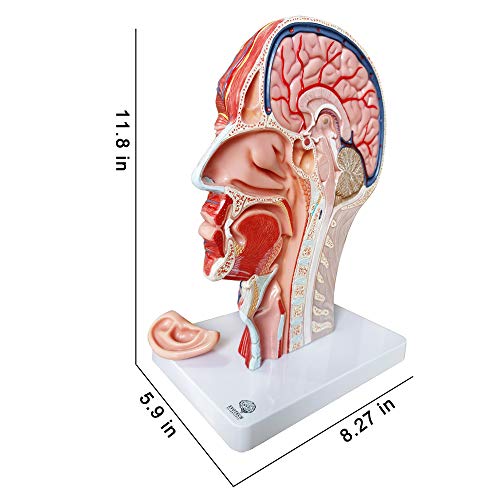 EVOTECH Human Half Head Superficial Neurovascular Model with Musculature, Life Size Anatomical Head Model Skull and Brain for Medical Teaching Learning, Kids Learning Education Display Tool