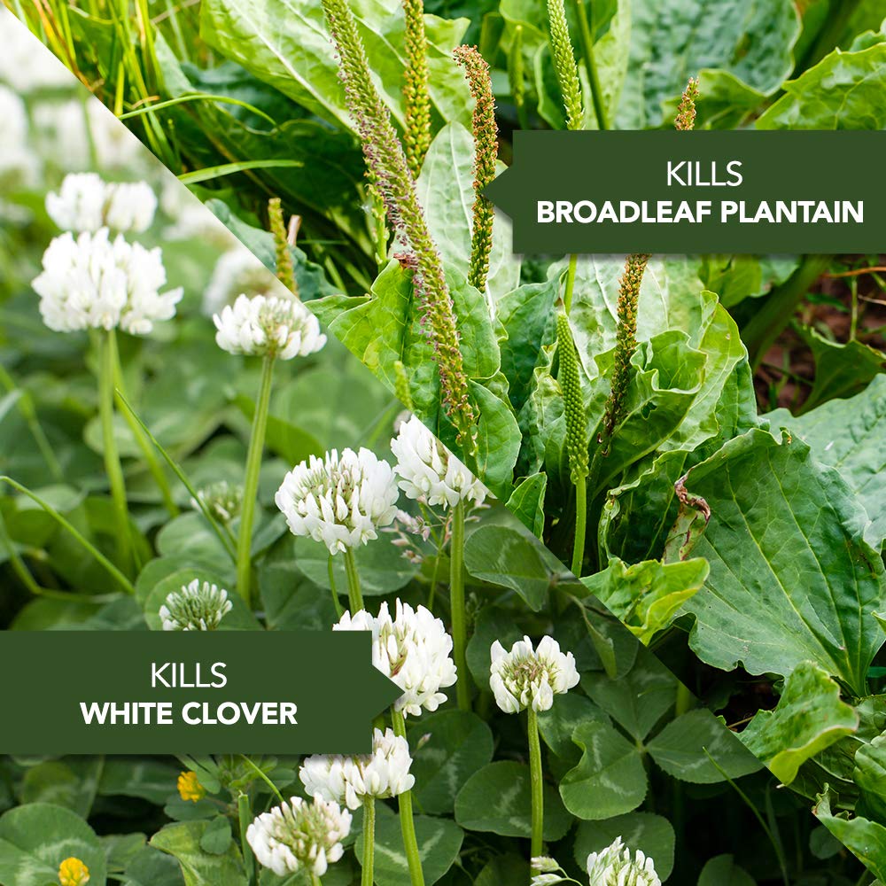 BioAdvanced Weed Killer for Lawns, Concentrate, 32oz
