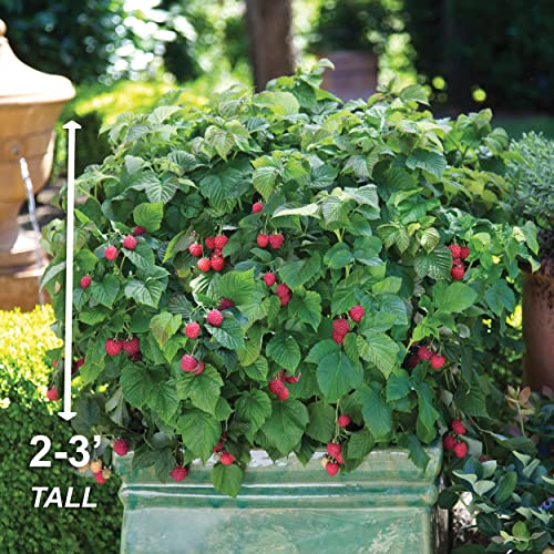 Bushel and Berry Raspberry Shortcake® Raspberry Bare Root for Planting, Non-GMO (Bag of 1)