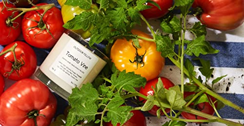 Outdoor Fellow Tomato Vine Luxury Scented Candle, 40+ Hour Burn Time, Coconut & Apricot Wax Blend, Best Smelling Luxury Tomato Candle for Home, (8oz)