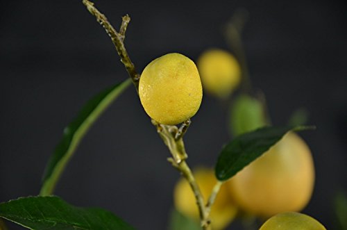 GiDiProtea Artificial Lemon Branch Yellow Vivid Artificial Fake Lemon Flower Home Party Garden Decoration 2Pcs 7 Lemons