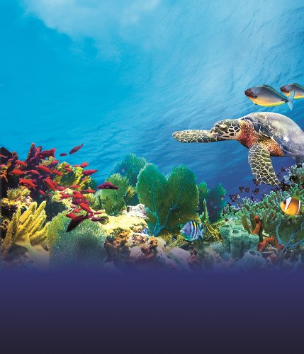 Fascination Coral Reef [Blu-ray]
