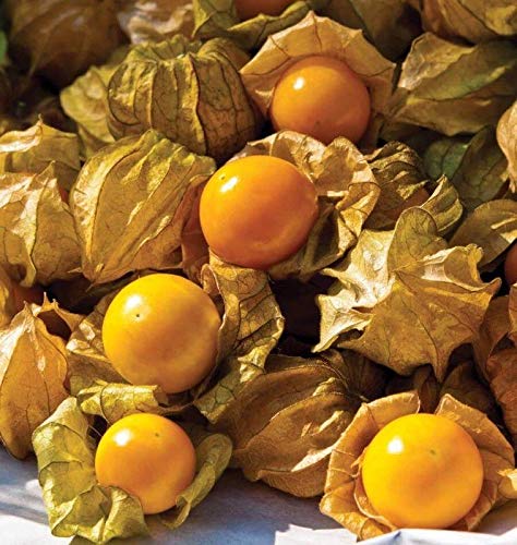 Cape Gooseberry Ground Cherry Seeds - Hundreds of Fruit on Each Plant. (100 - Seeds)
