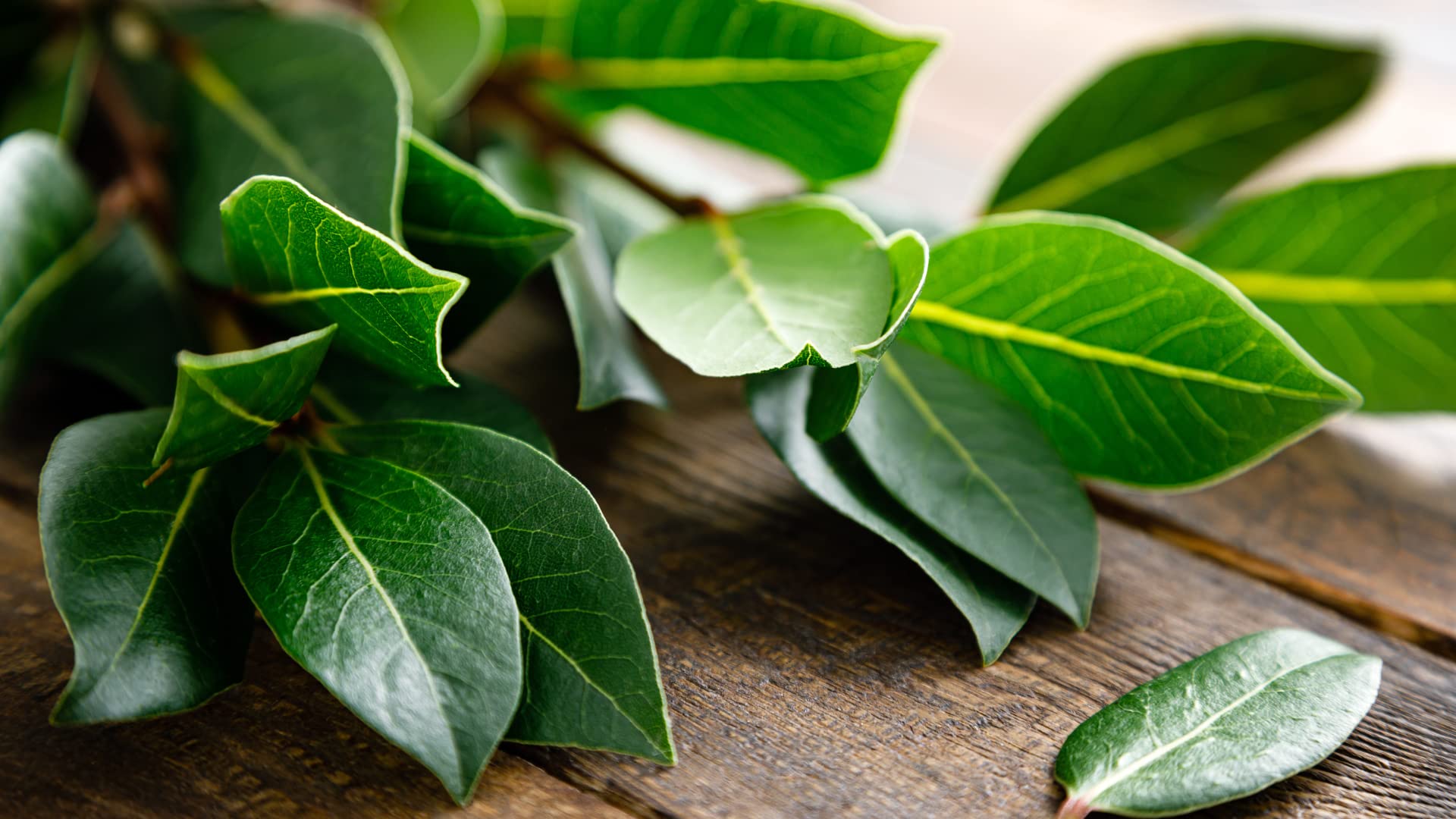 Bay Leaf Tree, Bay Larel, Sweet Bay Live Plant, Laurus Nobilis 5 to 7 Inches