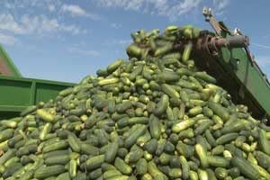 Best Maid Dill Pickle 60-80 Count 5 Gallons | Foodservice Bulk | Concession Stand Items | Gourmet | American Grown & Made | Take Home a Taste of Texas