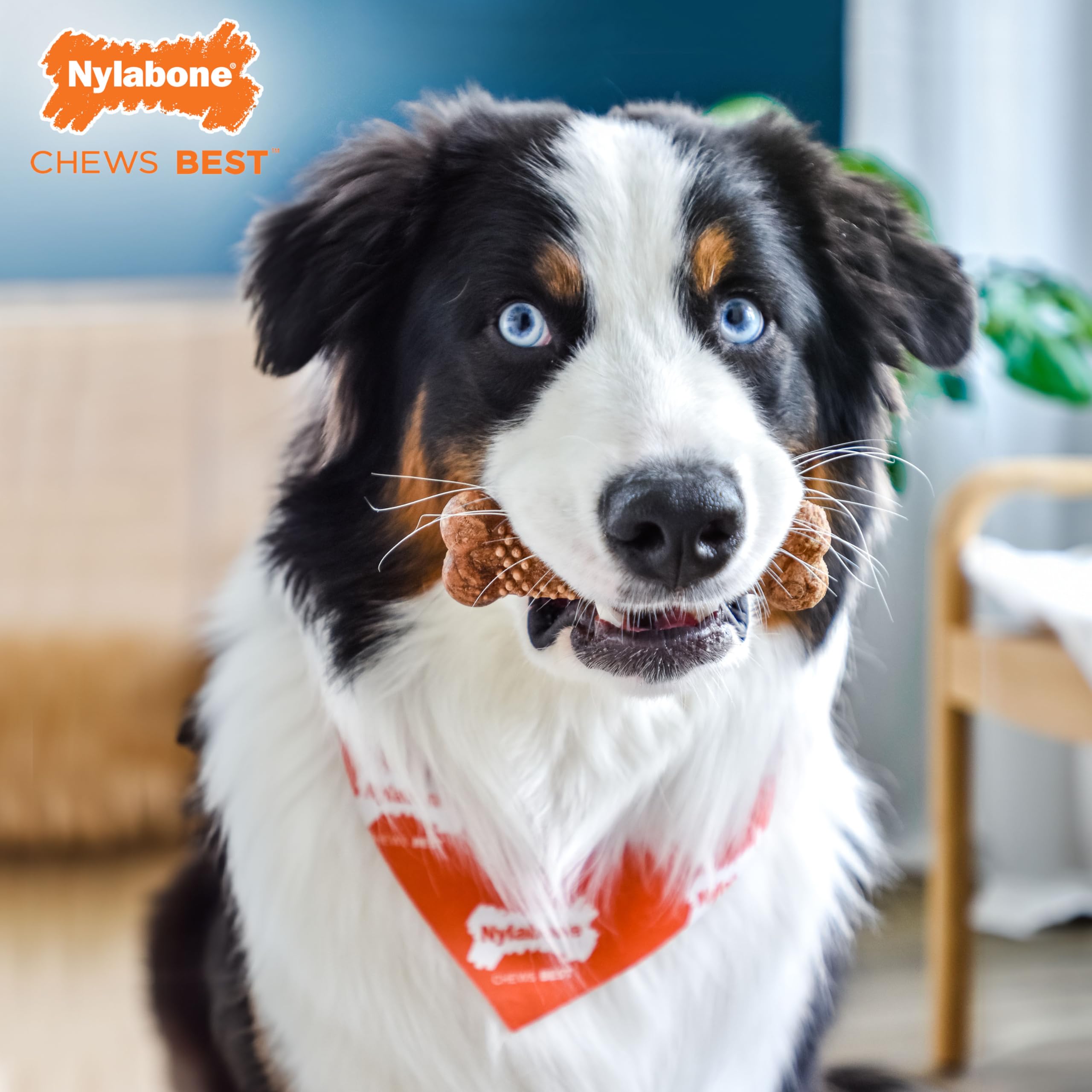 Nylabone Healthy Edibles Natural Dog Chews Long Lasting Meaty Center Beef Flavor Treats for Dogs, Medium (2 Count)