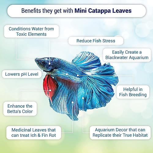SunGrow 50 pcs Catappa Indian Almond Leaves for Betta Fish Tank Aquarium, 2โ Water Conditioner Leaves, Leaf Also Suitable for Shrimp, Goldfish, Guppy and Frogs