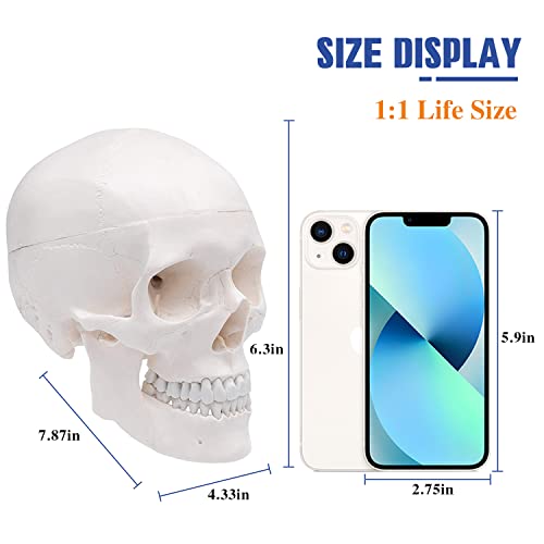 Human Skull Anatomical Model, HINGONS Adult Sized Skull 3-Part Removable Skull Cap and Moving Jaw, for Student Human Anatomy Learning