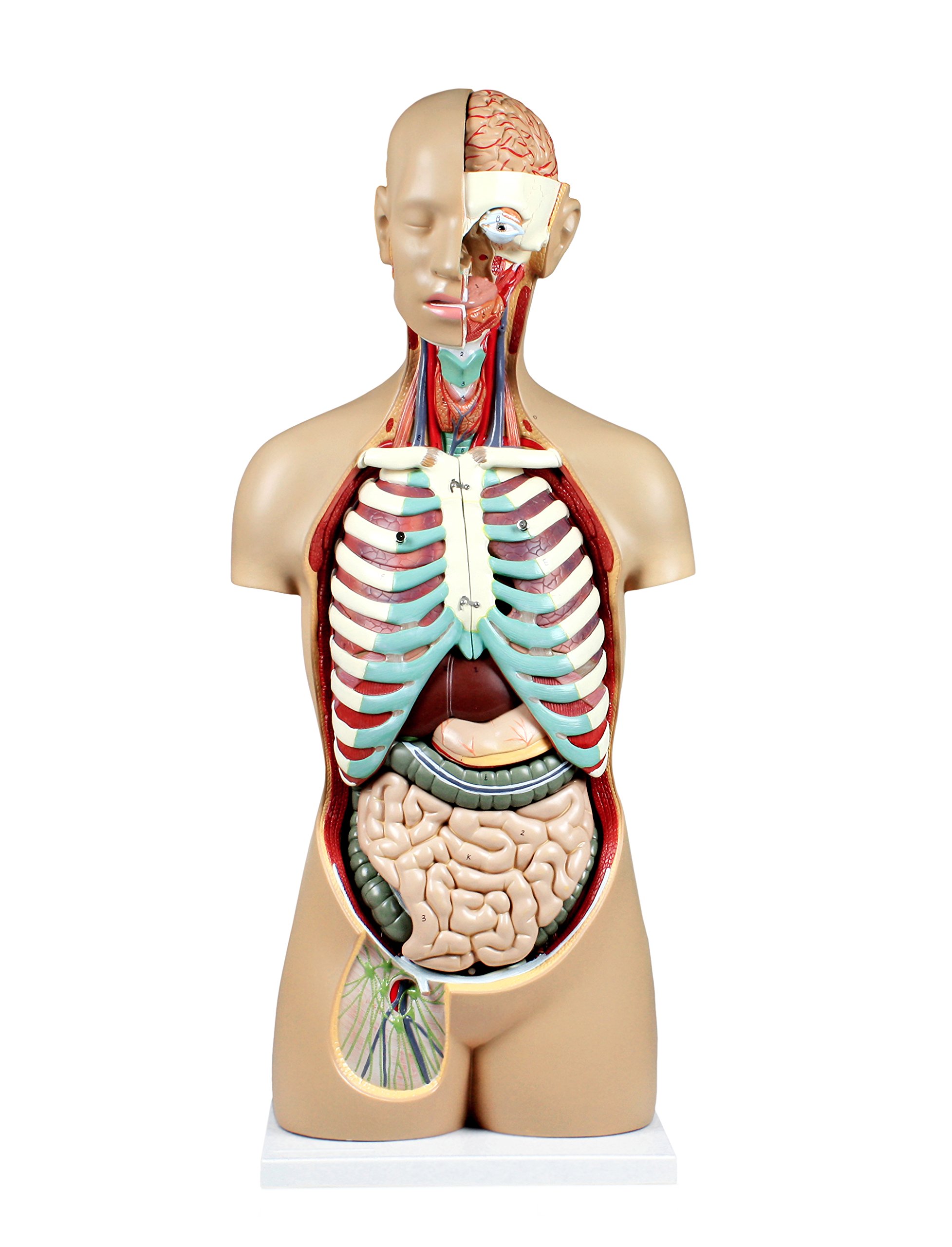 Vision Scientific VAT107-DC 17 Parts Sexless Human Torso | Open Back Exposes Muscular Layers, Vertebral Volume, Nerve Branches |Neck Dissected Shows Muscular, Neural, Vascular and Glandular Structure