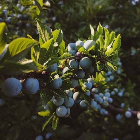 Blueberry plant "Biloxi" Set of 4 starter live plants