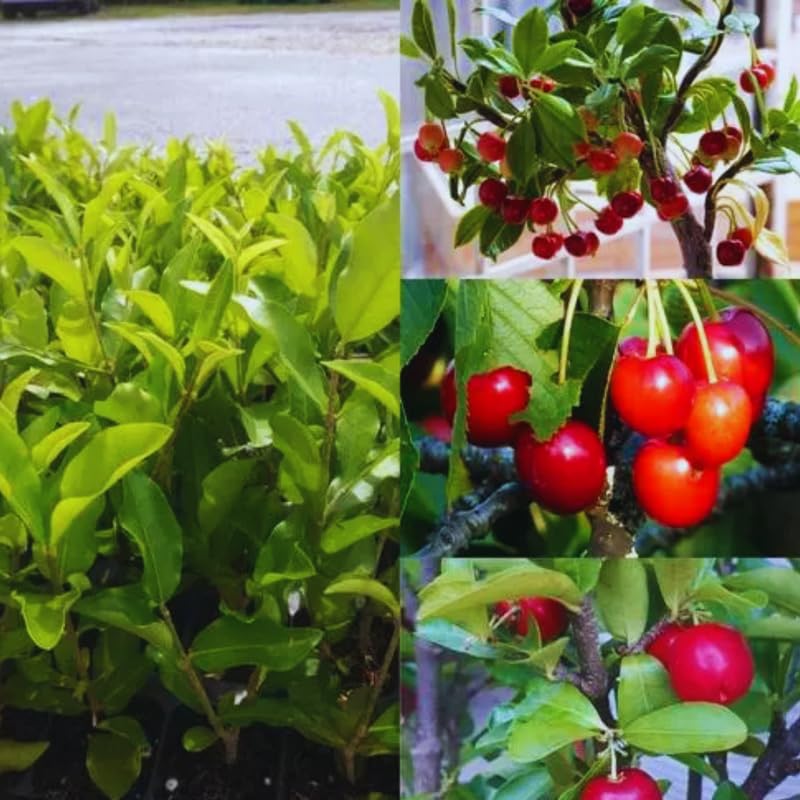 Barbados Cherry Tree Live Plant, 1 Plant 5-7 Inches Tall