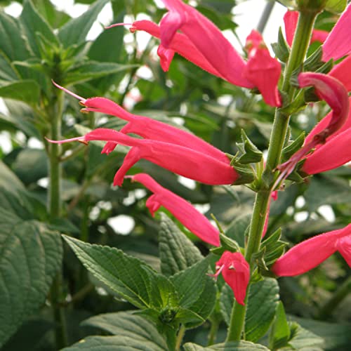 Bonnie Plants Pineapple Sage - 4 Pack Live Plants, Perennial In Zones 8 - 10, 3 - 4 Ft Tall Plants, Garnish, Teas & Flower Arrangements