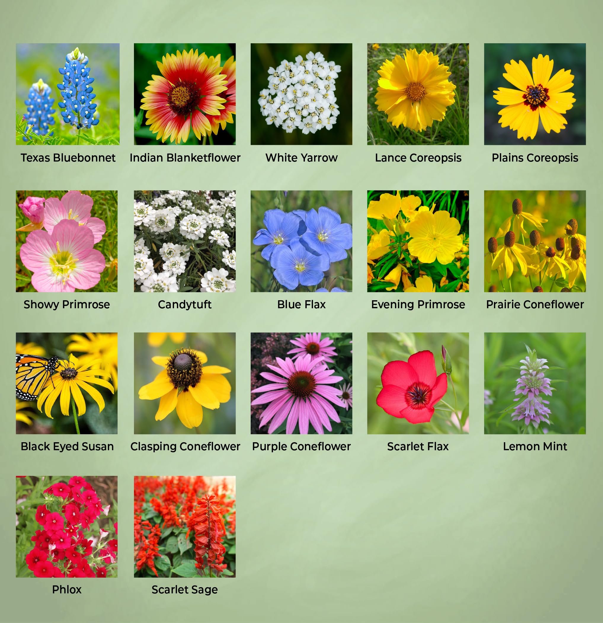 Created By Nature Texas Wildflower Seed Mix, Covers 325 Sq Ft, 17 Flower Varieties, Over 60,000 Seeds