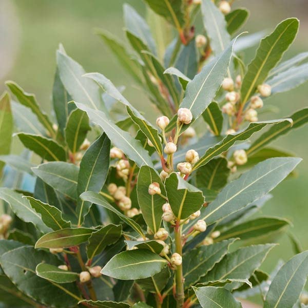 Bay Leaf Tree, Bay Larel, Sweet Bay Live Plant, Laurus Nobilis 5 to 7 Inches