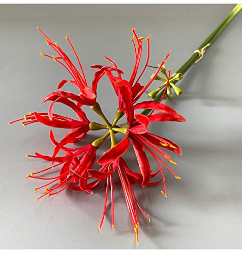 Qingriver 4 Stems 26.38'' Artificial Spider Lily Flowers Lycoris Radiata for Home Garden Decoration Red