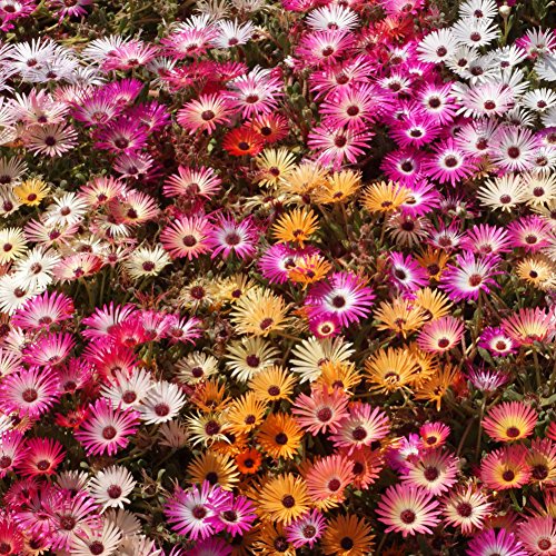 Outsidepride Livingstone Daisy Dorotheanthus Ice Plant Ground Cover Plant & Drought, Heat Tolerant Flower Mix - 5000 Seeds