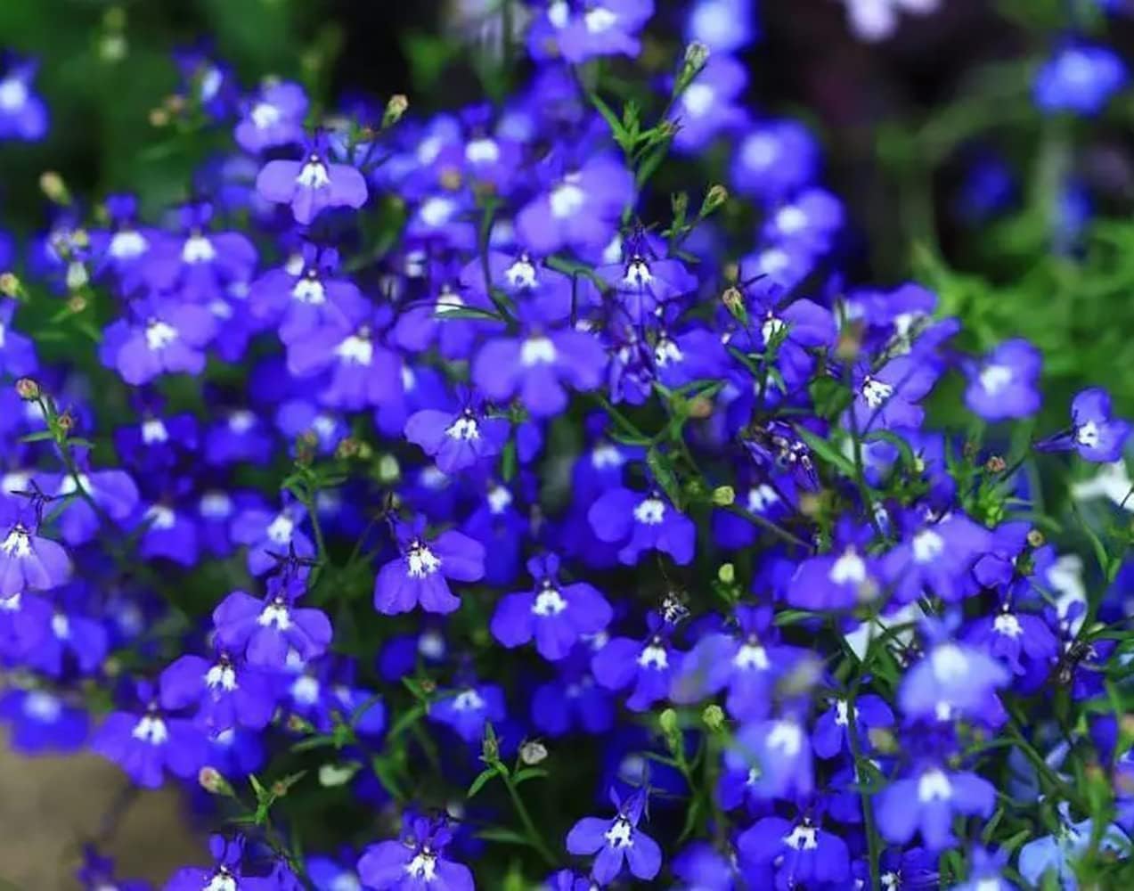 Blue Creeping Thyme Seeds for Planting Perennial Landscaping Ground Cover Non-GMO Dwarf Serphyllum Thyme Easy to Plant and Grow 2000+
