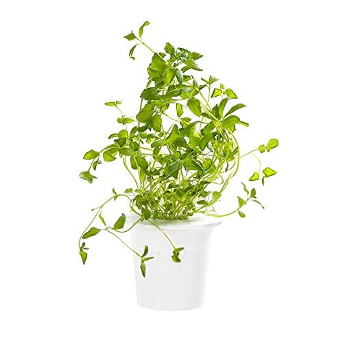 Click and Grow Smart Garden Oregano Plant Pods, 3-Pack