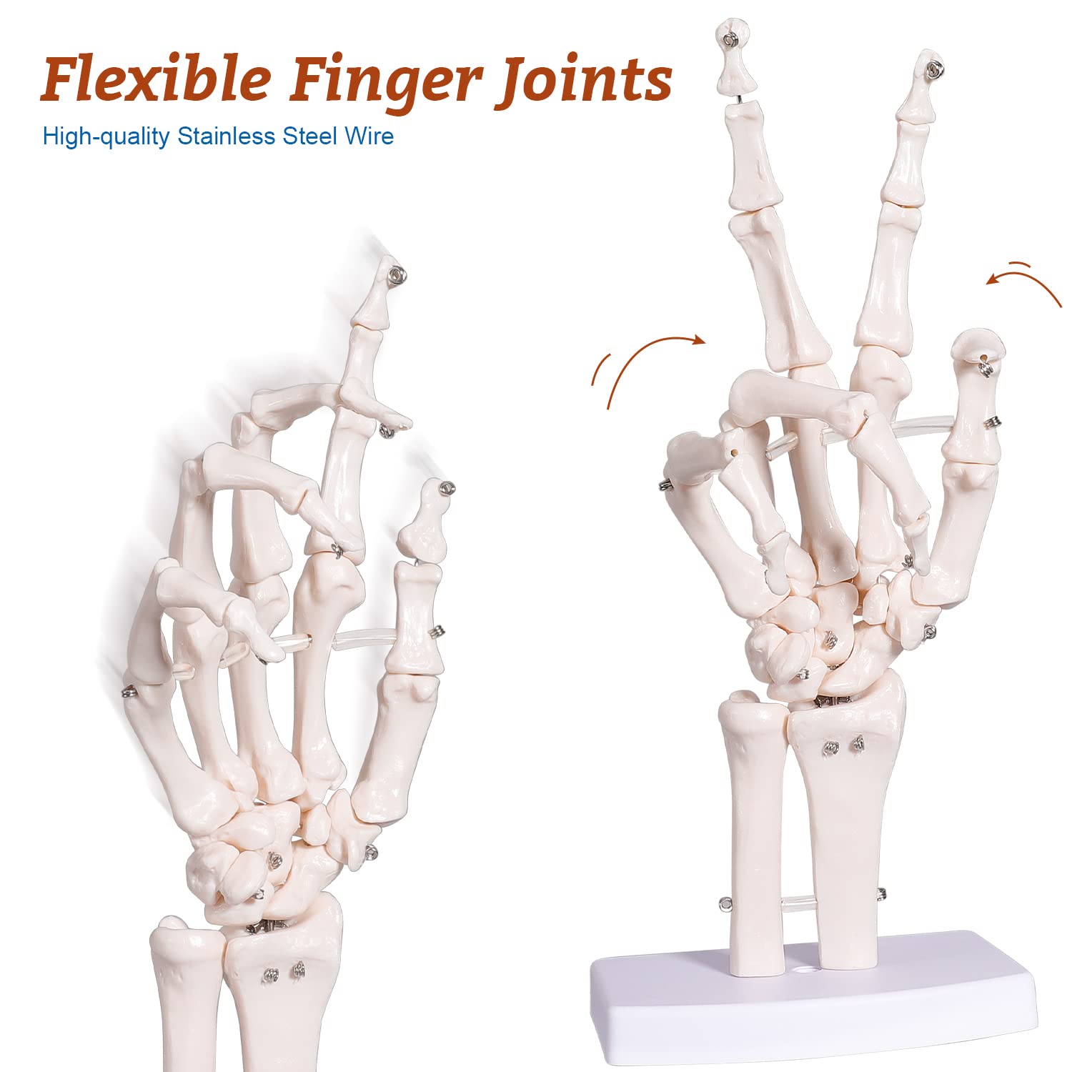 faruijie Hand Skeleton Model - Medical Human Finger Bone Anatomy Bendable Right Hand Skeleton with Articulated Joints Wrist Ulna and Radius