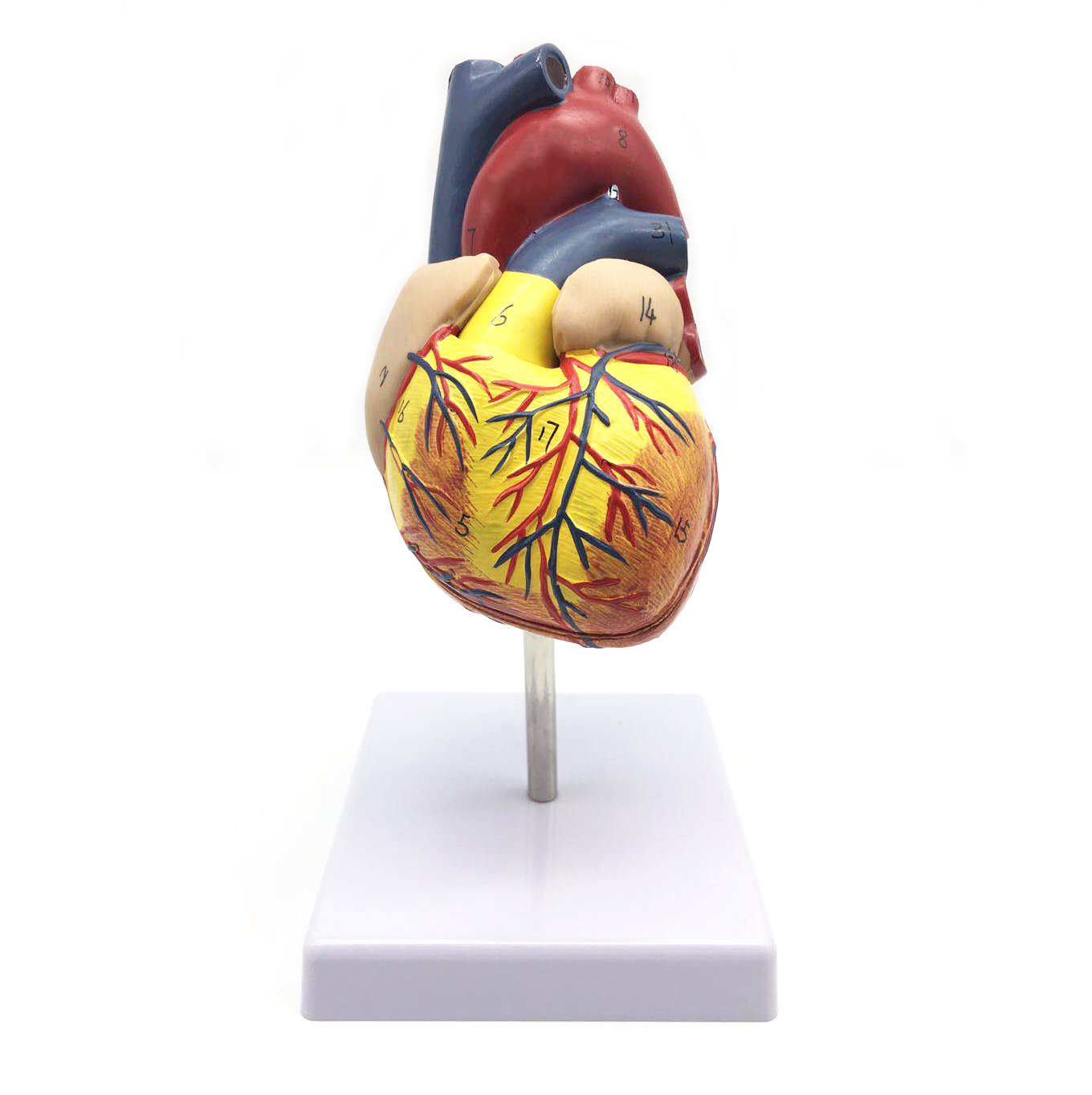 XINDAM 1: 1 Human Heart Model, Anatomically Accurate Heart Model Life Size Human Skeleton Anatomy for Science Classroom Study Display Teaching Medical Model