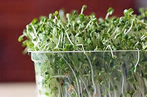 Non-GMO Broccoli Seeds for Sprouting Sprouts Microgreens (2 Ounces of Pure Seed). Country Creek LLC. Brand.