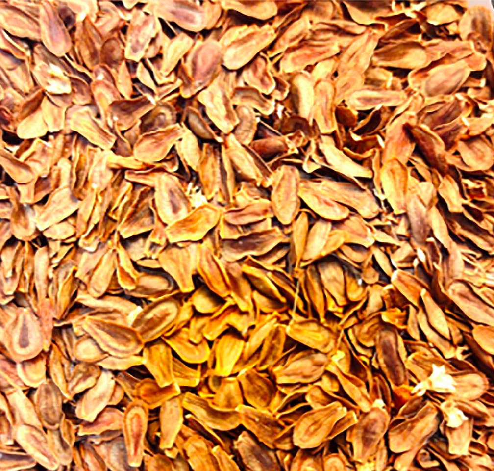 Blood Flower Milkweed Seeds - Food and Host Plant for Monarch ButterfliesâŚ