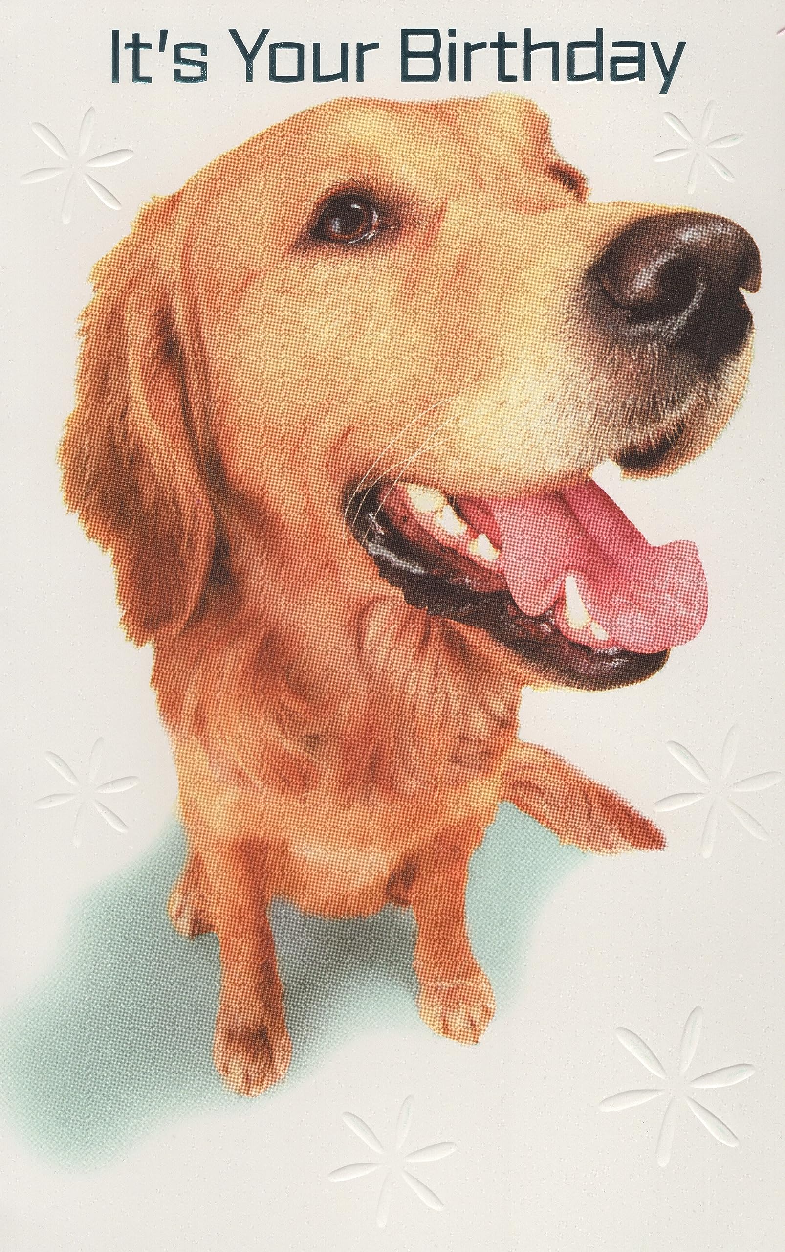 Bella Greetings Golden Retriever Puppy Dog Happy Birthday Card - It's Your Birthday - I Think You Deserve a Treat! Happy Birthday!