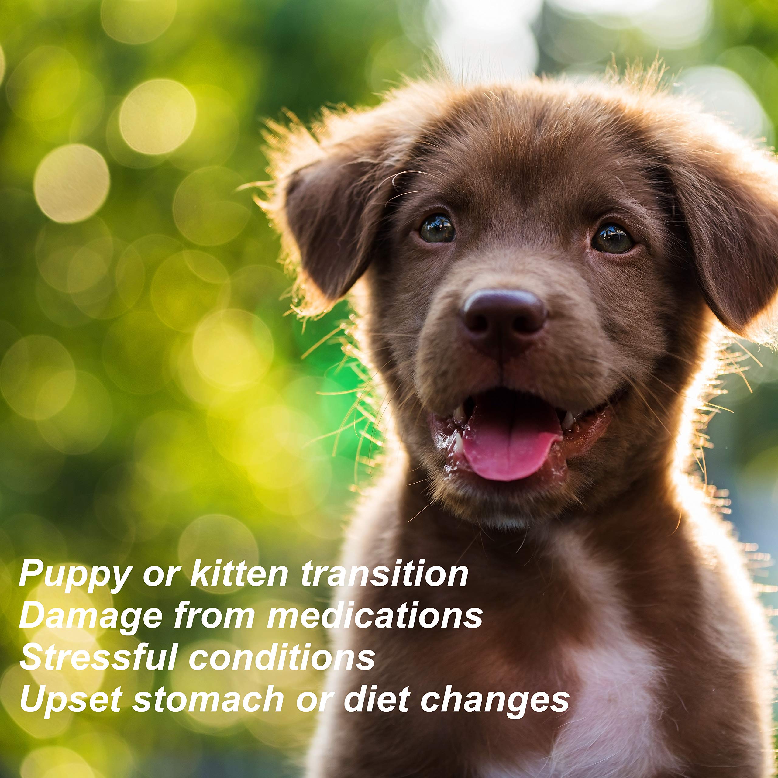 EarlyStart Digestive Support, probiotics, prebiotics and colostrum for dogs and cats. Recommended for young pets, upset stomach, diarrhea, allergies and immune function. Made in USA, 90 servings