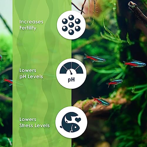 SunGrow 50 pcs Catappa Indian Almond Leaves for Betta Fish Tank Aquarium, 2โ Water Conditioner Leaves, Leaf Also Suitable for Shrimp, Goldfish, Guppy and Frogs