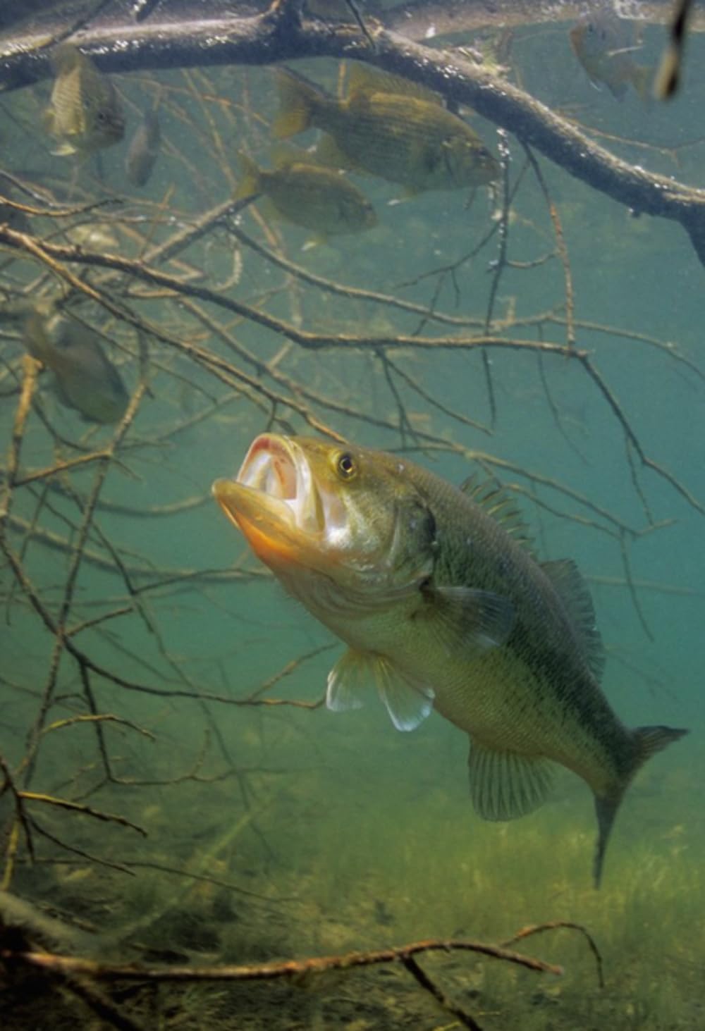 CountryMax Floating Sportfish Game Fish Food 32% Protein for Pond and Lakes, Extruded Feed for Bluegill, Catfish, Minnows, Bass, Carp (7 Pounds)