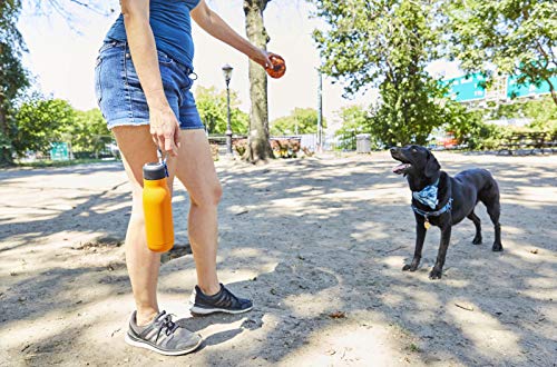 Zoku Stainless Steel Water Bottle, 18-Fluid Ounces, Orange