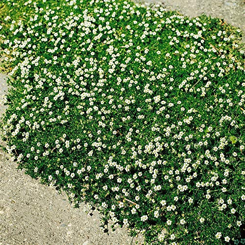 Outsidepride Perennial Irish Moss Low Growing, Mat Forming, Ground Cover Great Between Flagstones - 10000 Seeds