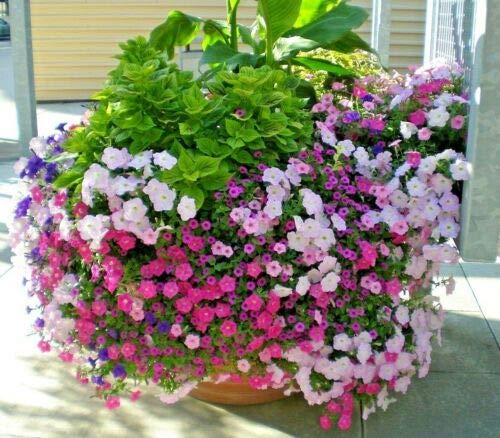 Dwarf Petunia Mix Flower Seeds Garden/Containers Hanging Baskets Window Box rasa1ca (2000+ Seeds)