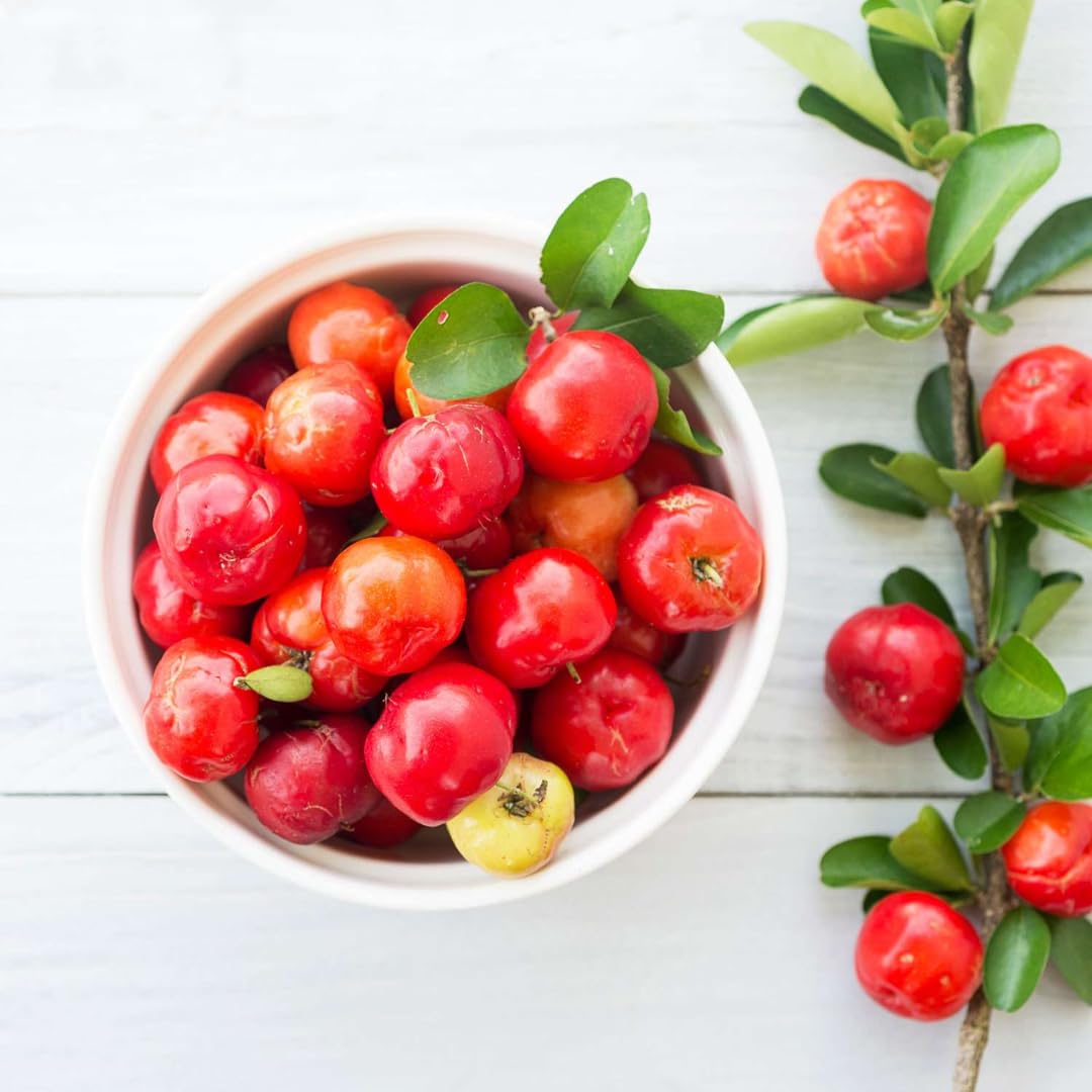 Barbados Cherry Tree Live Plant, 1 Plant 5-7 Inches Tall