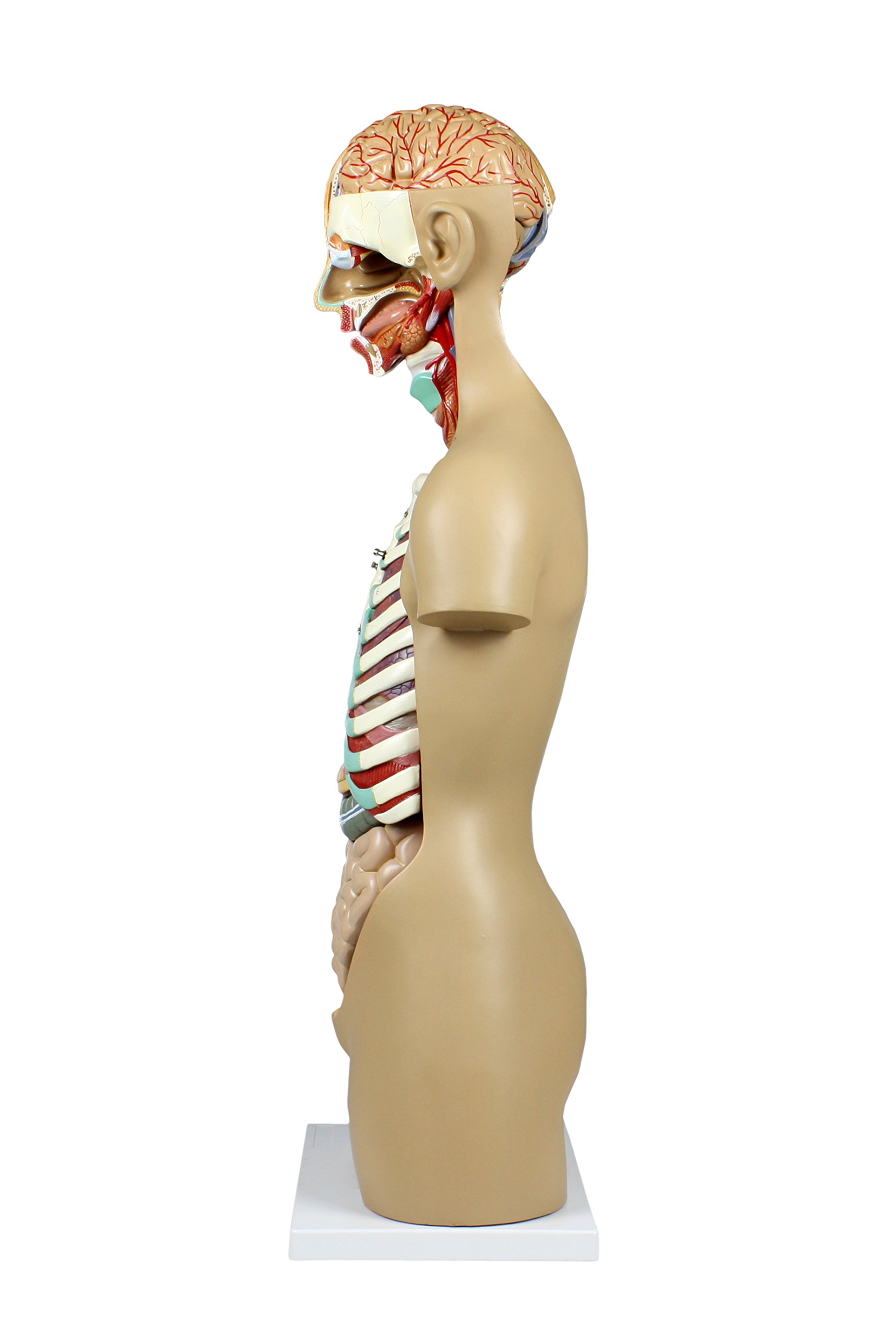 Vision Scientific VAT107-DC 17 Parts Sexless Human Torso | Open Back Exposes Muscular Layers, Vertebral Volume, Nerve Branches |Neck Dissected Shows Muscular, Neural, Vascular and Glandular Structure