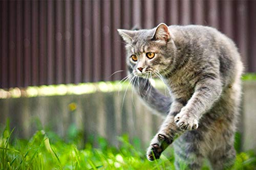 I LOVE MY PETS LLC Joint Supplements Cats - CAT Hip and Joint Support - Best Strong Formula - cat Supplements for Senior - 240 Treats (2 Bottles)