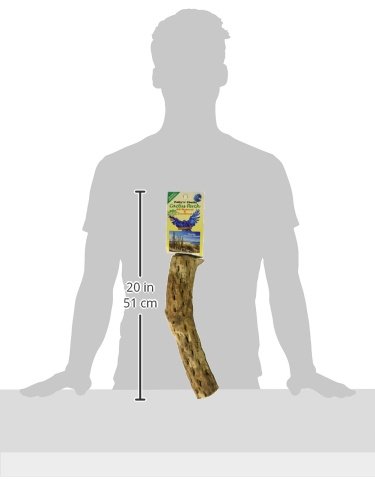 Polly's Cholla Cactus Bird Perch, Large