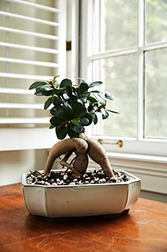 Bonsai All-Purpose Fertilizer by The Bonsai Supply β 2Lbs| Quick Results | Micro Nutrients for Vital Bonsai Health