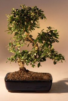 Bonsai Boy's Fukien Tea Flowering Bonsai Tree Curved Trunk - Large ehretia microphylla