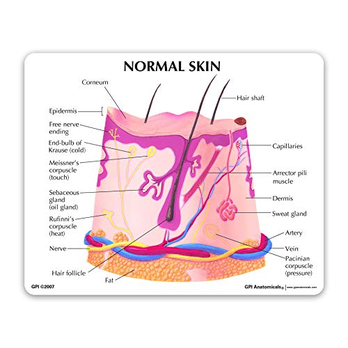 GPI Anatomicals - Skin Acne Model, Cylindrical Model Showing Normal and Common Acne-Riddled Skin for Human Anatomy and Physiology Education, Anatomy Model for Doctor's Office, Medical Study Supplies