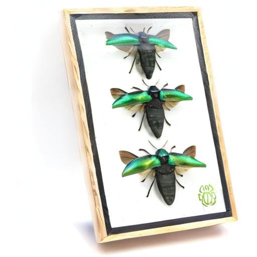 TAXIBUGS Jewel Beetle Mounts Insect Animals Taxidermy in Framed (3 Sternocera Aeguisignata)