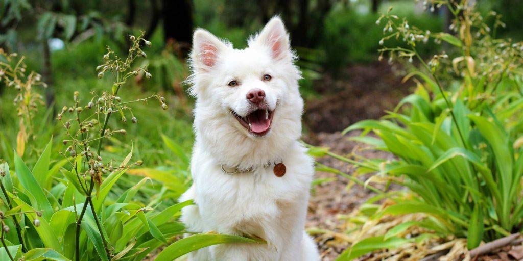 Dog antioxidant Supplements - Advanced Dog Immune Support - Veterinarian Recommended Complex - Organic Turmeric for Dogs - 2 Bottles (120 Treats)