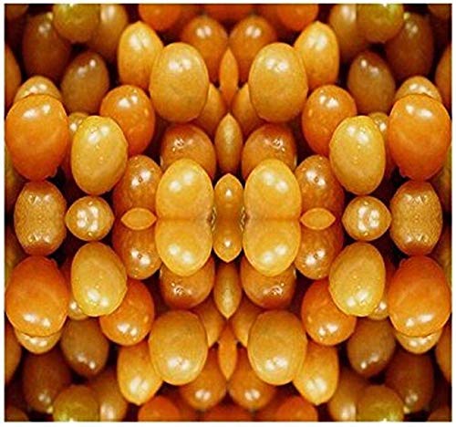 Cape Gooseberry Ground Cherry Seeds - Hundreds of Fruit on Each Plant. (100 - Seeds)