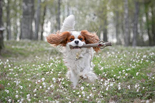 DOOG - The Supersticks Incredible Stalk Fetch Toys Safer Than Real Sticks, Splinter Free, Glow-in-The-Dark Eyes, Floats, Easy to Clean