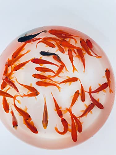 Toledo Goldfish Live Comet Common Feeder Goldfish for Ponds, Aquariums or Tanks β USA Born and Raised β Live Arrival Guarantee β 0.75 to 1.5 inches, 10 Fish