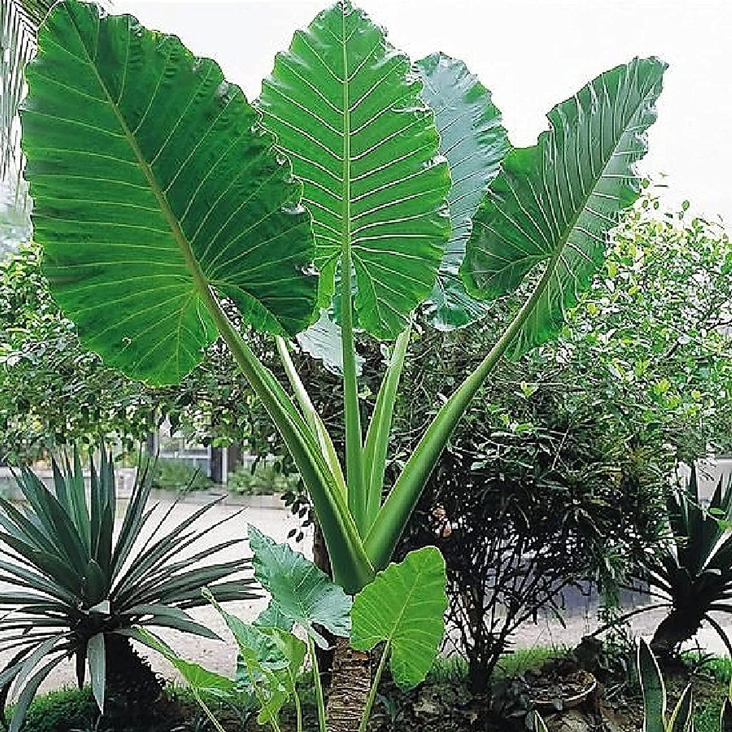 Bulbi di orecchie di Elefante, squisiti Fiori recisi e piante Verdi Vive, Effetto le-12Bulbi,C