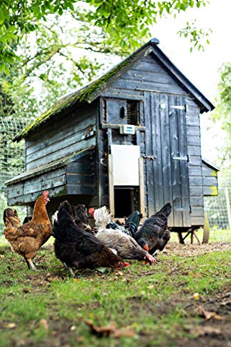 ChickenGuard Automatic Chicken Coop Door Openers, 3 Models, Timer/Light Sensor, Lift up to 4kg Pop Hole Door, Batteries (Premium)