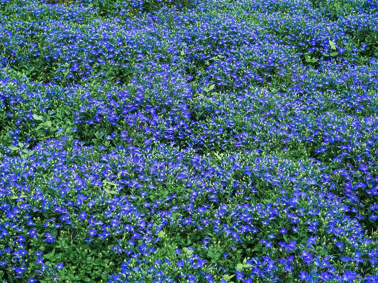 Blue Creeping Thyme Seeds for Planting Perennial Landscaping Ground Cover Non-GMO Dwarf Serphyllum Thyme Easy to Plant and Grow 2000+